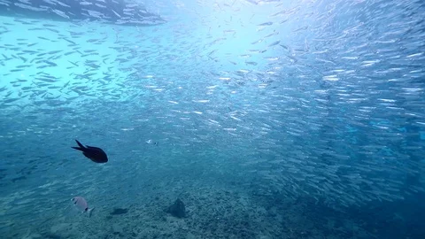 sun rays beam shine underwater fish arou... | Stock Video | Pond5