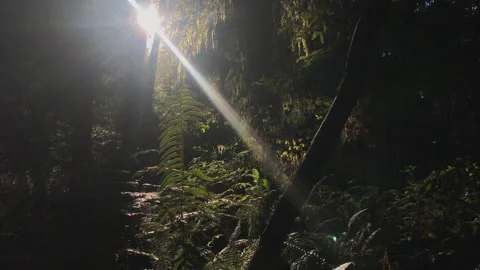 Lighting Rainforest Stock Videos – Royalty-Free HD & 4K Videos