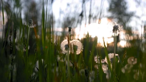 Sun rays falling on blooming wildflowers... | Stock Video | Pond5