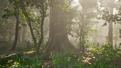 Sun rays flowing through the tree trunks... | Stock Video | Pond5