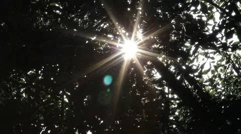 sun rays sparkle through the leaves at ... | Stock Video | Pond5