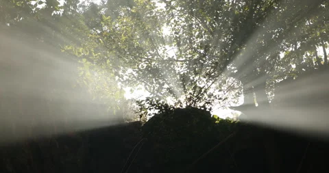 Sun Rays Through Tree at cave | Stock Video | Pond5