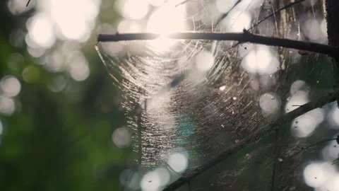 Sunlight Threaded Through Stock Videos – Royalty-Free HD & 4K Videos