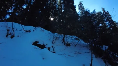 Sun shining bright through tall trees am... | Stock Video | Pond5