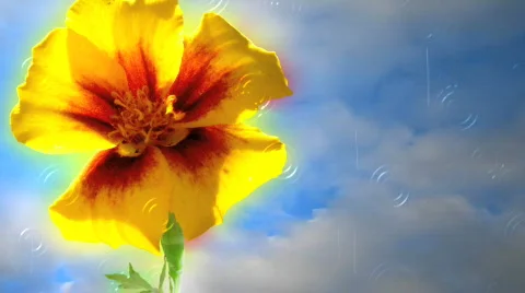 Renewing A Shower Stock Videos – Royalty-Free HD & 4K Videos