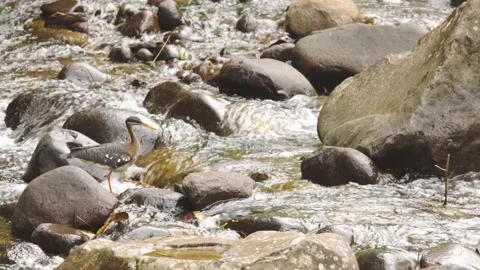 Sunbittern mother is hunting along strea... | Stock Video | Pond5