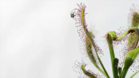 Sundew close up with insects. Dead insec... | Stock Video | Pond5
