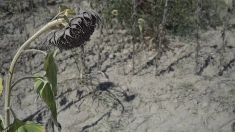 Land Bad Stock Videos – Royalty-Free HD & 4K Videos