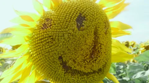 sunflower in a field with features of a ... | Stock Video | Pond5
