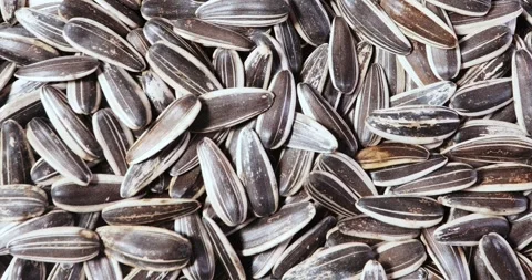Sunflower seeds of a rare species of zeb... | Stock Video | Pond5
