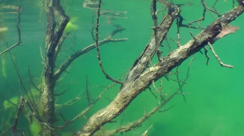 The sunken tree in a freshwater lake. | Stock Video | Pond5