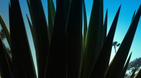 Sunlight and Lens Flare through Aloe Pla... | Stock Video | Pond5