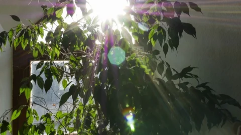 Sunlight Behind Window and House Plant i... | Stock Video | Pond5