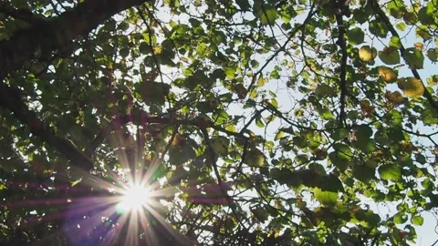 Sunlight flare as sun rays burst through... | Stock Video | Pond5