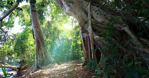 Sunlight rays in jungle rainforest. Suns... | Stock Video | Pond5