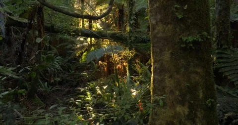 Sunlight through tree ferns Temperate fo... | Stock Video | Pond5