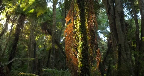 Sunlight through tree ferns Temperate fo... | Stock Video | Pond5