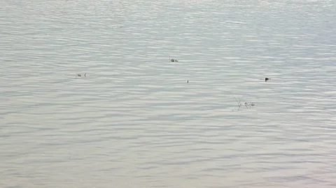 Bitterroot Stock Footage ~ Royalty Free Stock Videos | Pond5