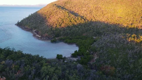Sunlit Trees In The Forest At Hook Islan... | Stock Video | Pond5