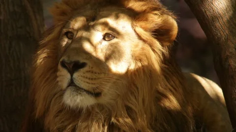 Lion King Tree Stock Video Footage | Royalty Free Lion King Tree Videos ...