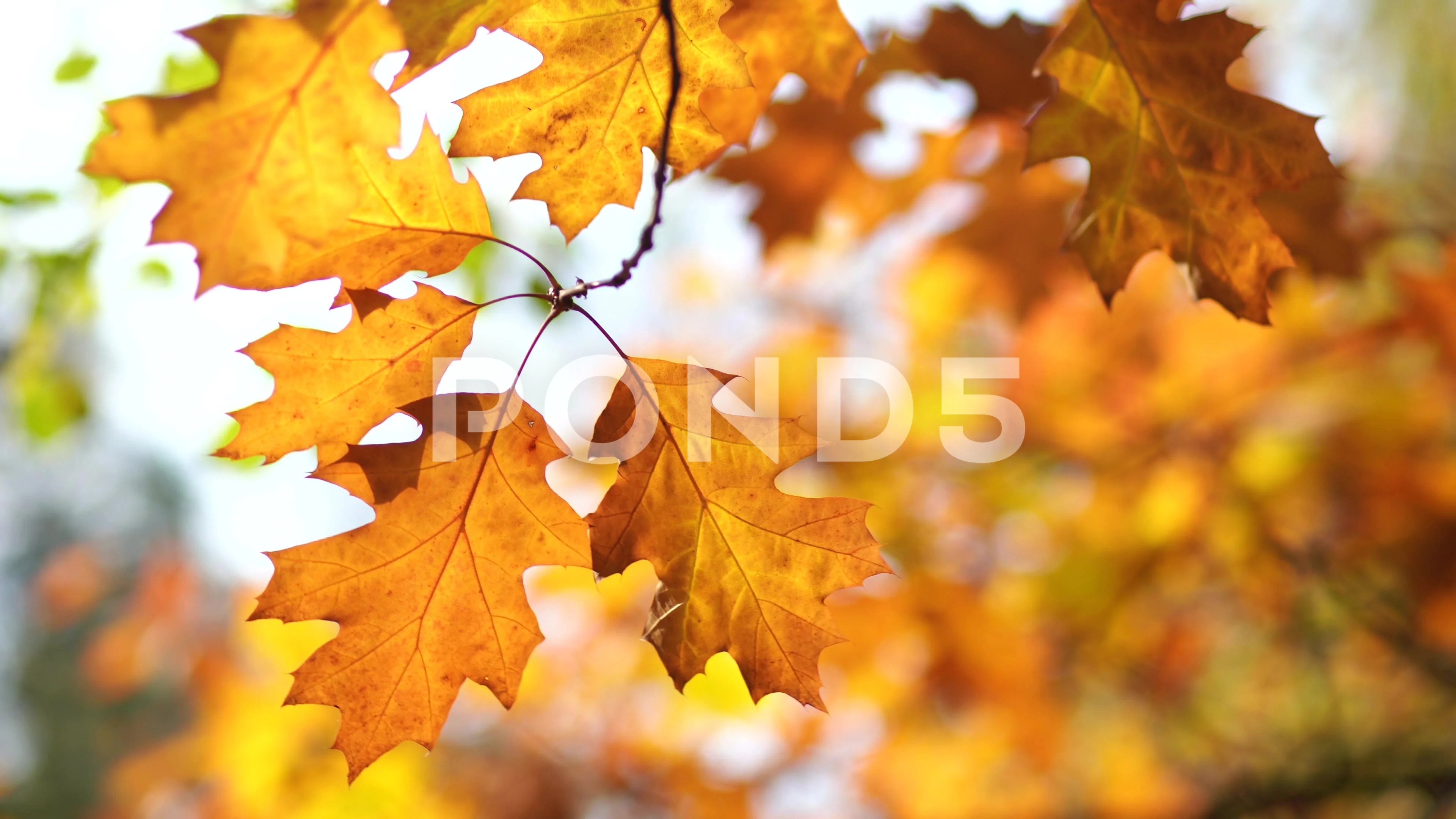 Peaceful Fall Images