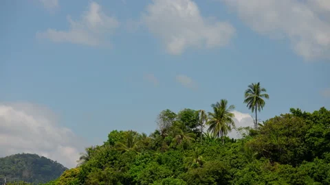 sunny windy day running clouds jungle to... | Stock Video | Pond5
