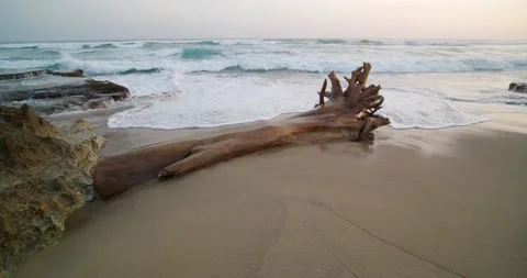 Sunrise in wild beach, tree trunk on san... | Stock Video | Pond5