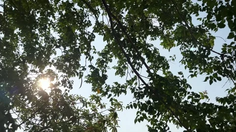 The Sun's Shining, Windblown Silhouette ... | Stock Video | Pond5