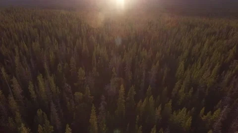 Forest Landscape Stock Video Footage | Royalty Free Forest Landscape ...