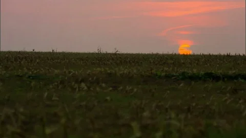 Sunset Dairy Farm Stock Videos – Royalty-Free HD & 4K Videos