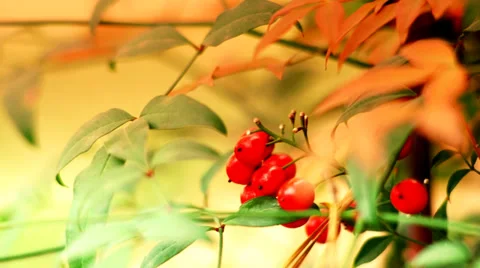sunset berries 4k | Stock Video | Pond5