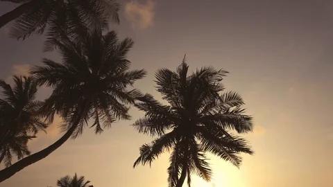 Sunset with coconut palm tree leaf silho... | Stock Video | Pond5
