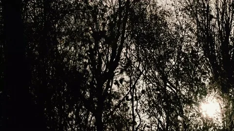 Sunset forest background with tree silho... | Stock Video | Pond5