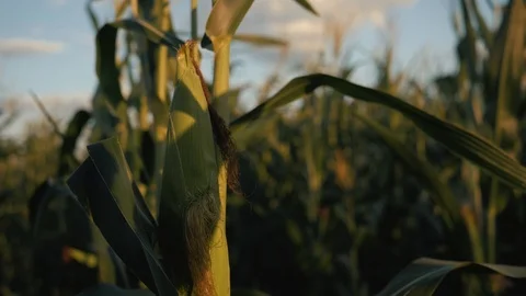 Sunset over the corn field. Corn in the ... | Stock Video | Pond5