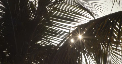 Sunset Peeking Through Palms of a Tropic... | Stock Video | Pond5
