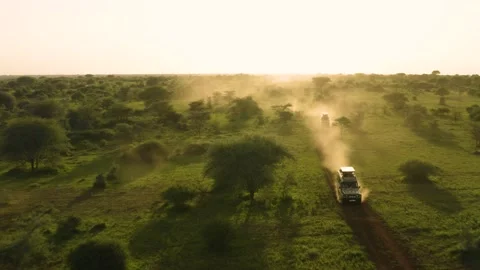 Sunset safari jeeps driving through afri... | Stock Video | Pond5