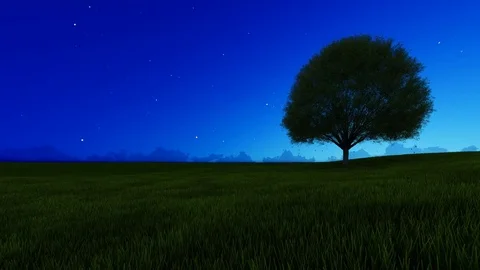 Tree Growth Animation Stock Video Footage | Royalty Free Tree Growth ...