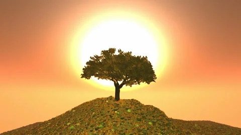 sunset tree Animation 3D with alpha blac... | Stock Video | Pond5