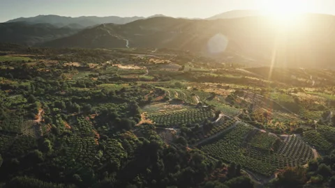 Sunset Vineyards Stock Videos – Royalty-Free HD & 4K Videos