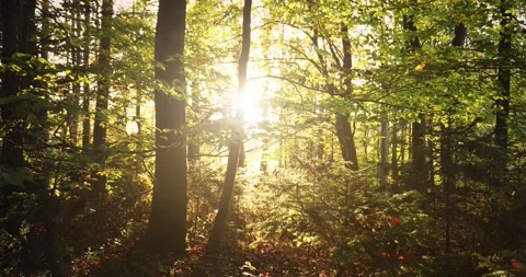 Flicker Light Stock Video Footage | Royalty Free Flicker Light Videos ...