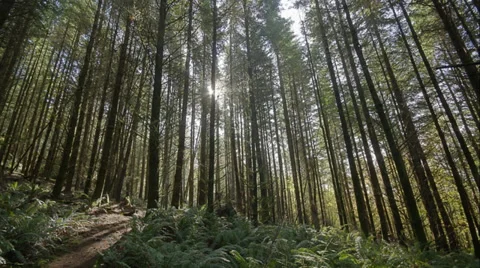 Sunshine through Forest - Time Lapse | Stock Video | Pond5