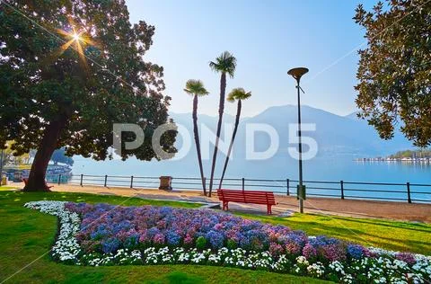 The sunshine through the spread tree in park on Lake Maggiore, Locarno ...