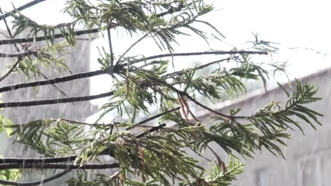 Sunshower, rain in the sun, falling on a... | Stock Video | Pond5