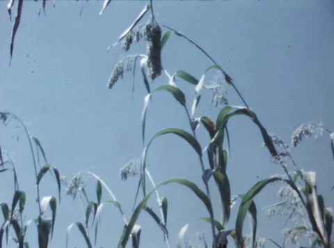 SUPER 8 - CHAD - Pearl millet field - ea... | Stock Video | Pond5