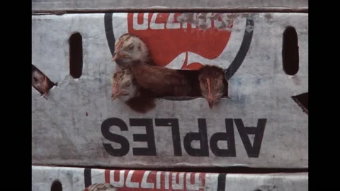 Live In Super Stock Videos – Royalty-Free HD & 4K Videos | Pond5