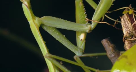 Super Closeup of a Green Praying mantis ... | Stock Video | Pond5