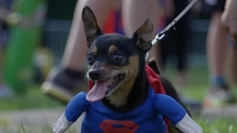 Super dog dressed up at the park as supe... | Stock Video | Pond5