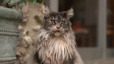 Super furry cat | Stock Video | Pond5