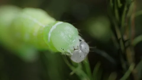 Take Off Green Stock Videos – Royalty-Free HD & 4K Videos | Pond5