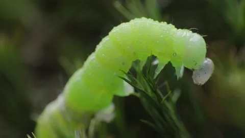 Shell Video Stock Videos – Royalty-Free HD & 4K Videos